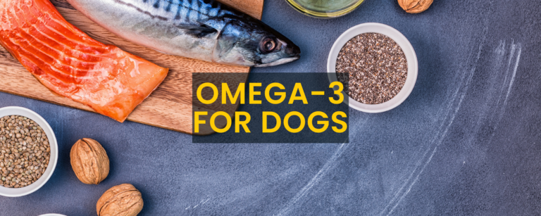 Why Omega 3 is Essential for Your Dog's Diet